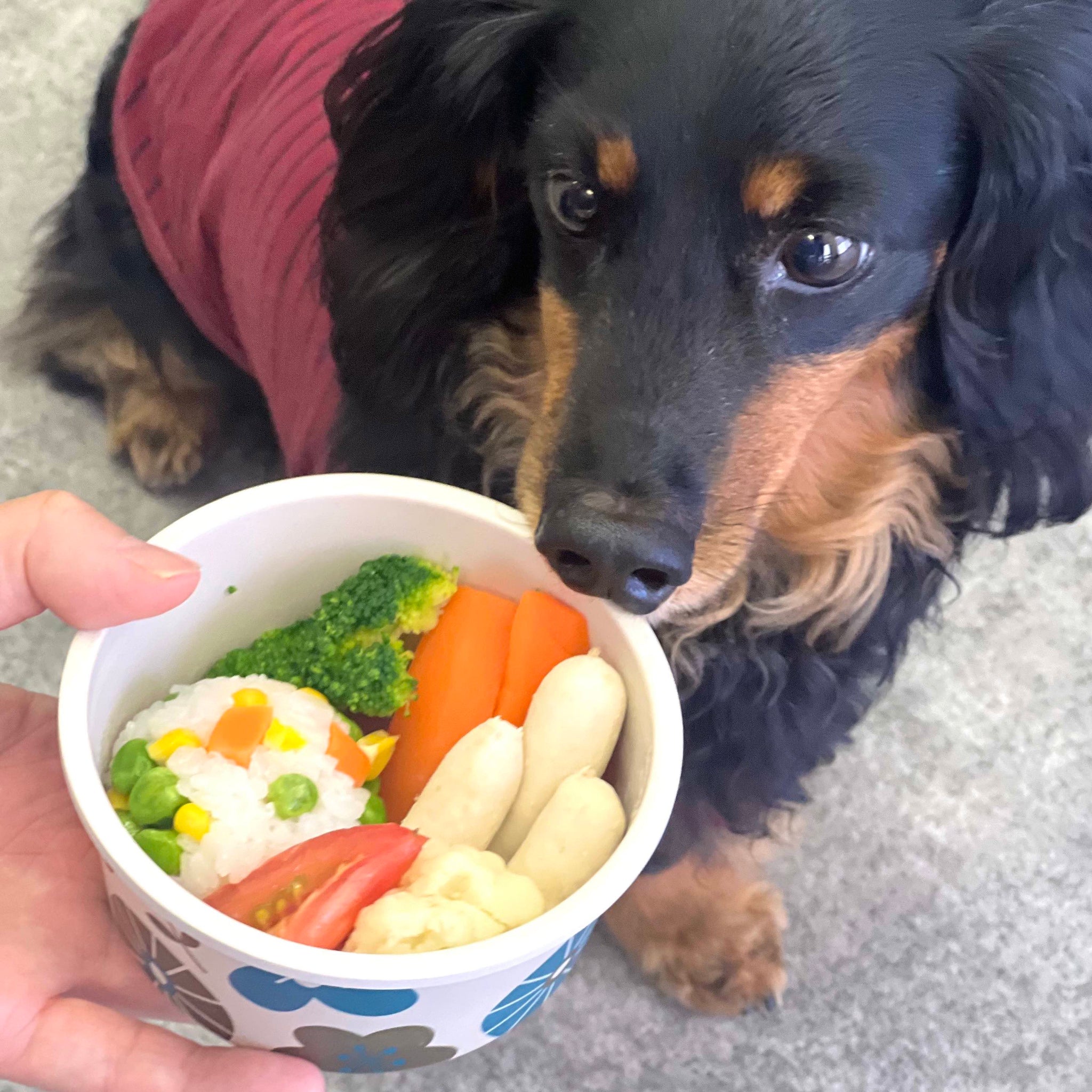 国産鶏ムネ肉だけ！無添加チキンウインナー｜犬の無添加おやつ – one's daily